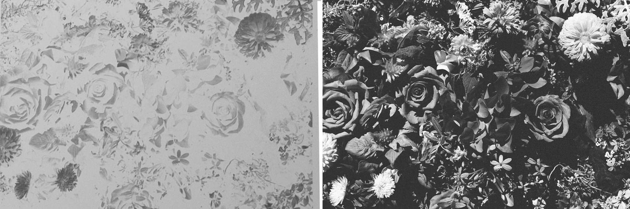 Reading your film exposure - North Coast Photographic Services